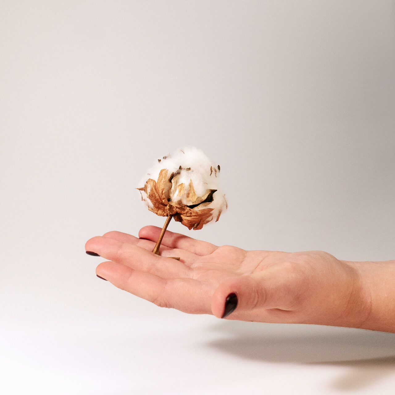 8# LE NOM DE LA MARQUE - VERSION 1.0 - Marine Coton